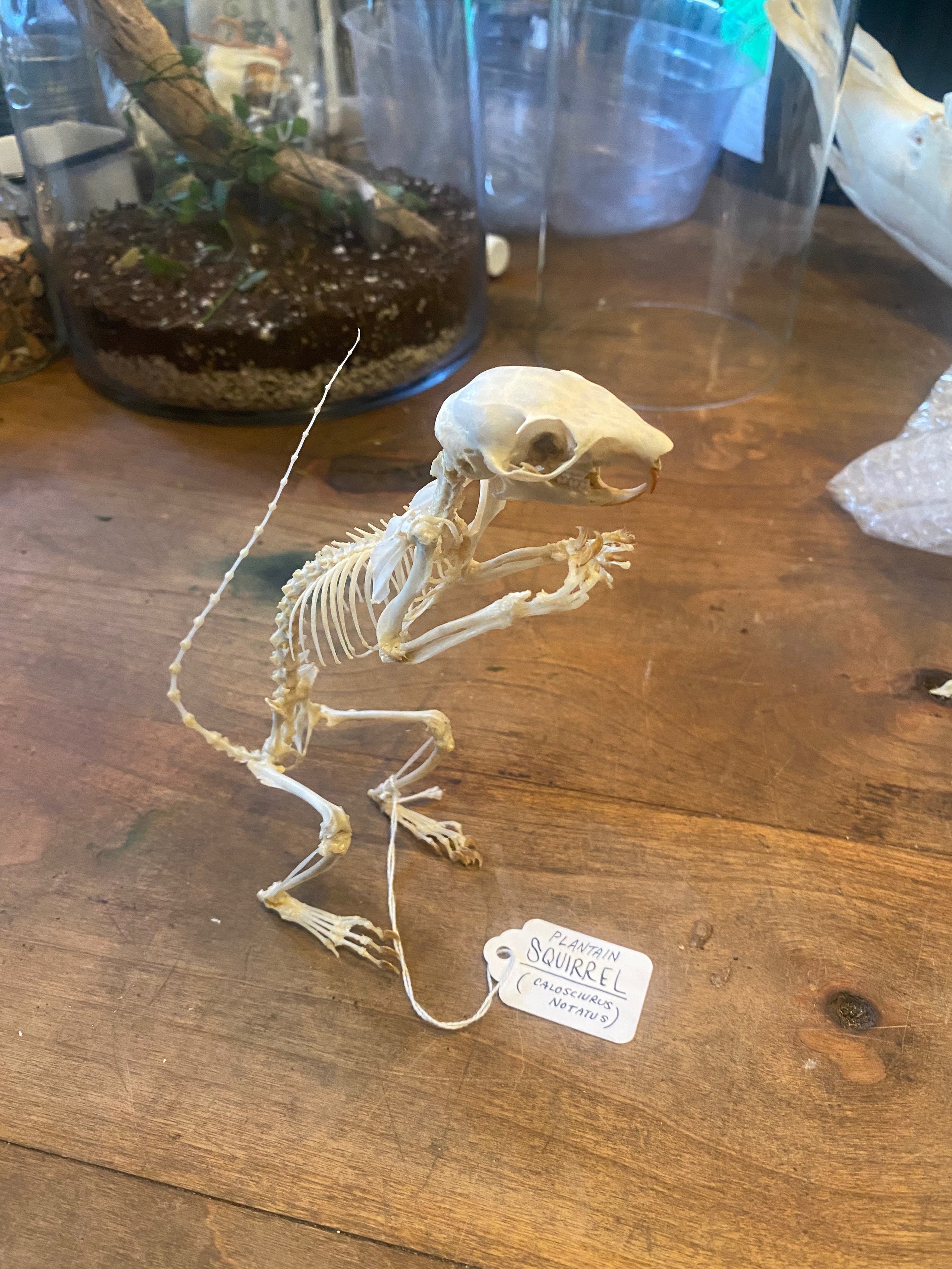 Sugar Glider Skeleton