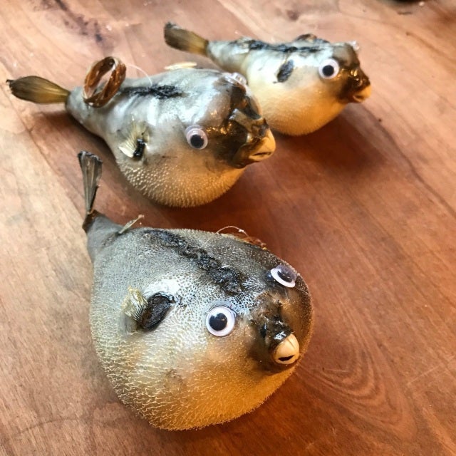 Preserved Animals