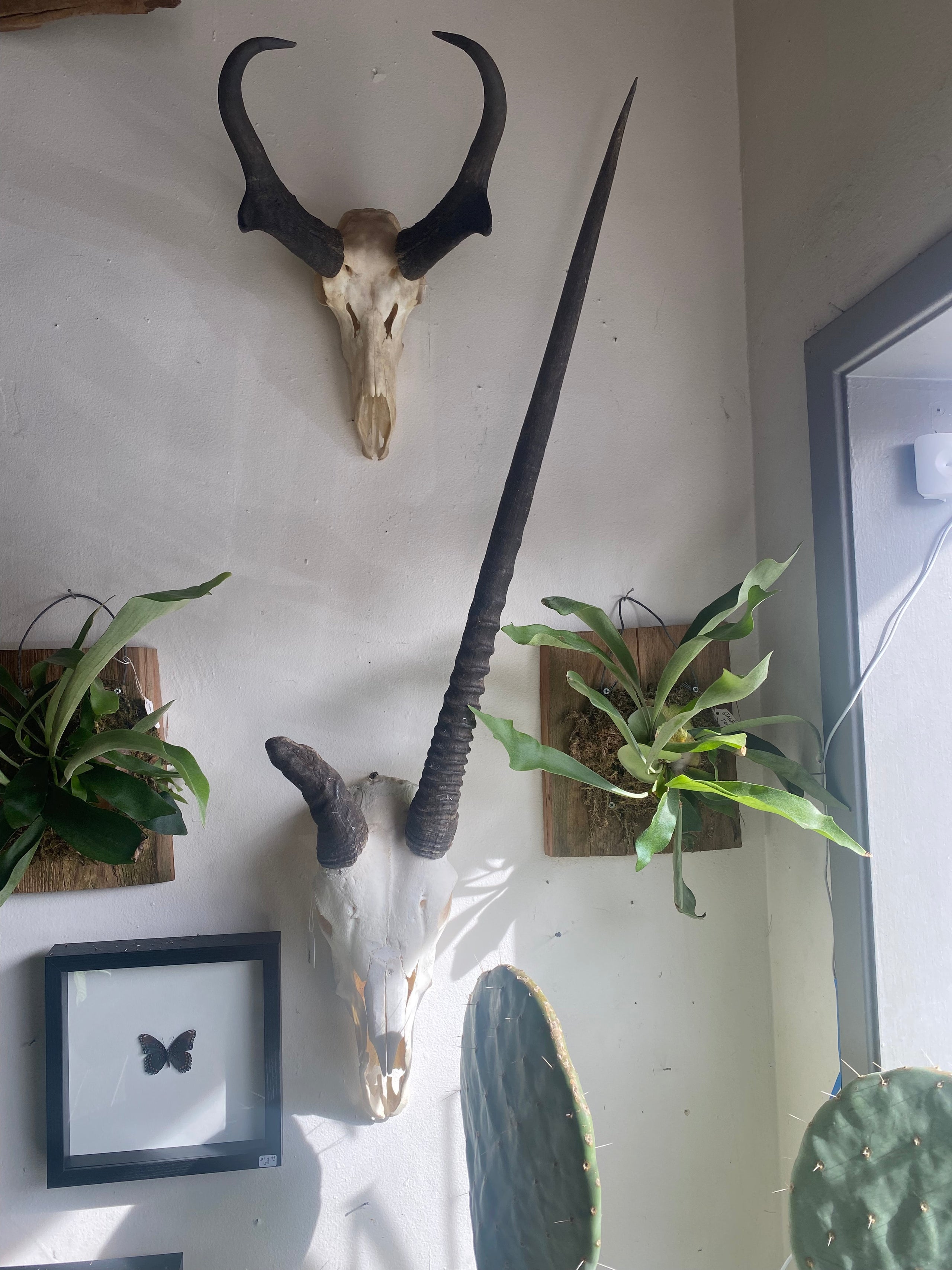 Gemsbok Skull